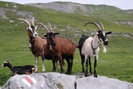 Alpine Goat - Breed Profile - Goat Journal